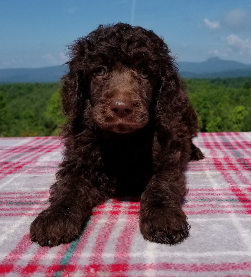 Standard Poodle Puppies for Sale NC | Poodles of Piedmont