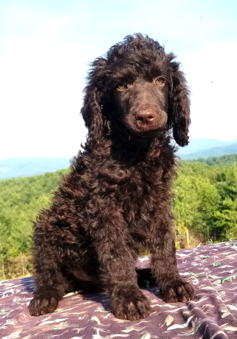 Standard Poodle Puppies for Sale NC | Poodles of Piedmont