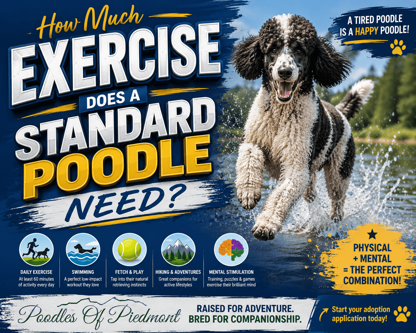 How Much Exercise Does A Standard Poodle Need?